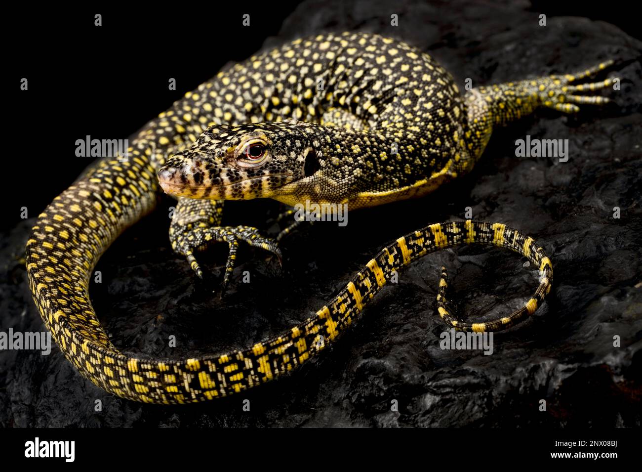 Mangrove png hi-res stock photography and images - Alamy