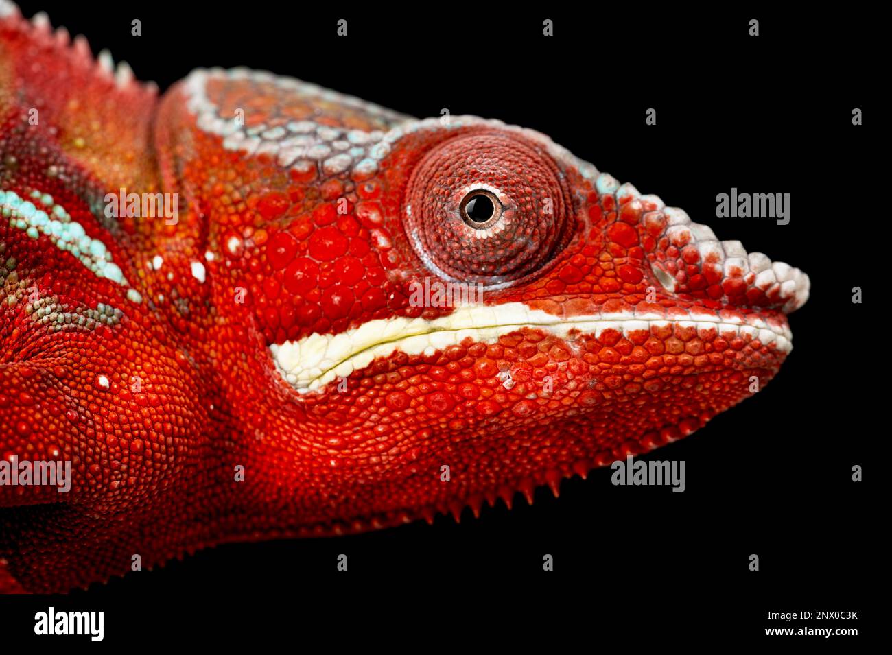 ther Chameleon (Furcifer pardalis) male Stock Photo - Alamy