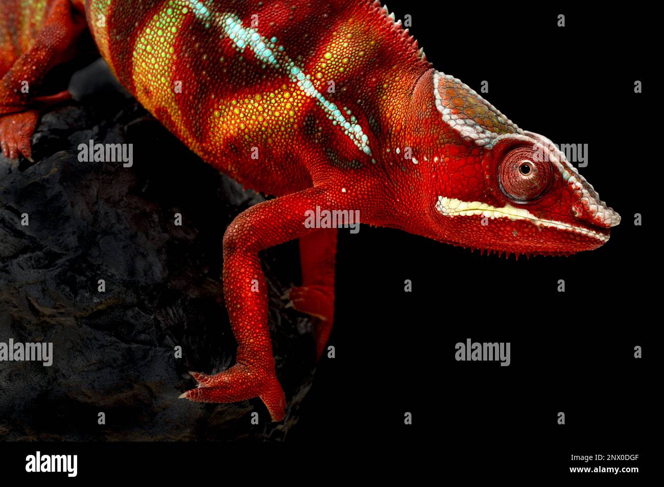 Panther Chameleon (Furcifer pardalis) male Stock Photo - Alamy