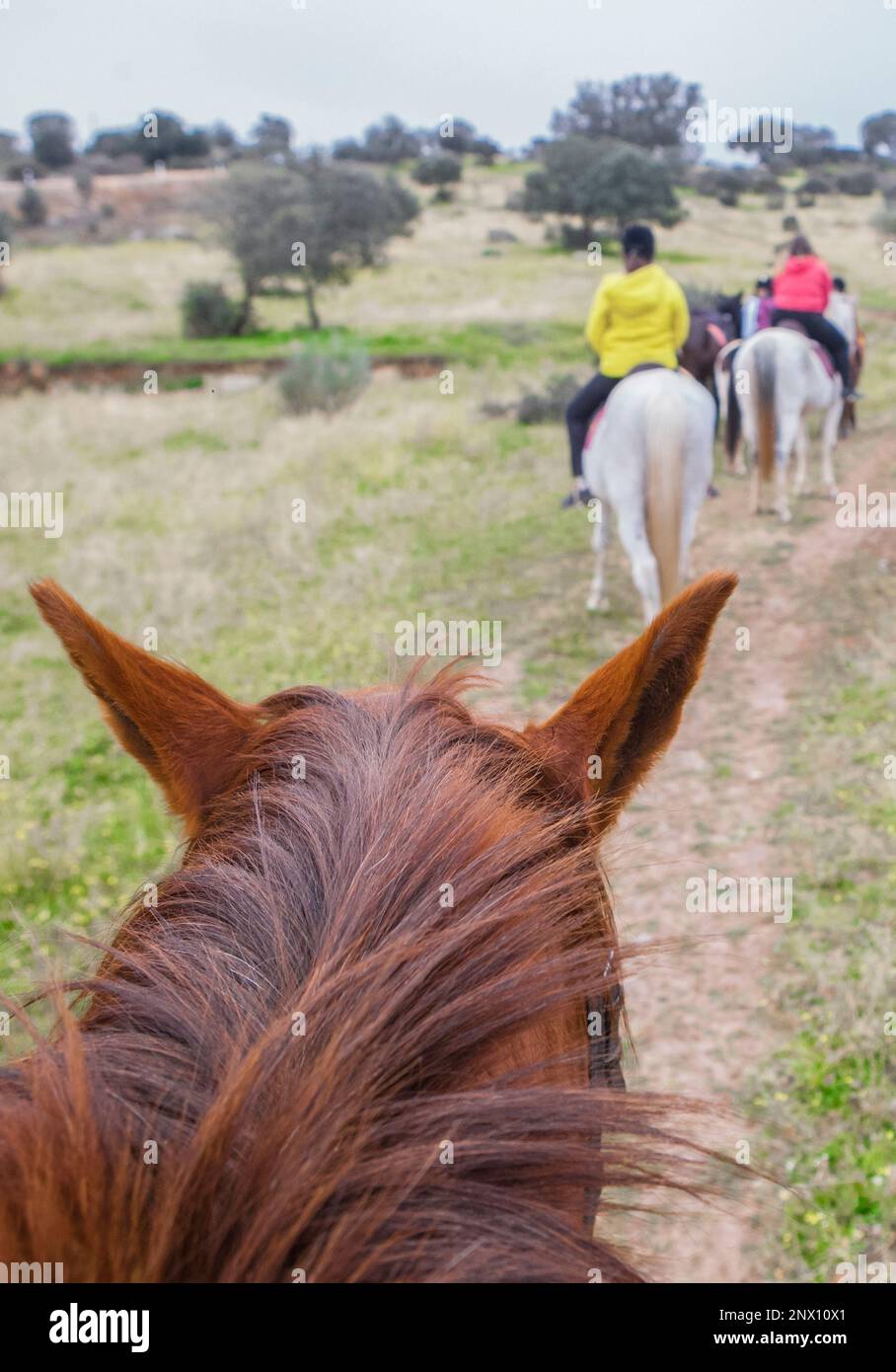 Horse riding route through Dehesa contryside. Scene viewed from ...