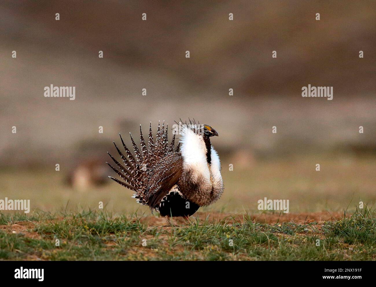 FILE - In this April 22, 2015, file photo, a male sage grouse struts in ...