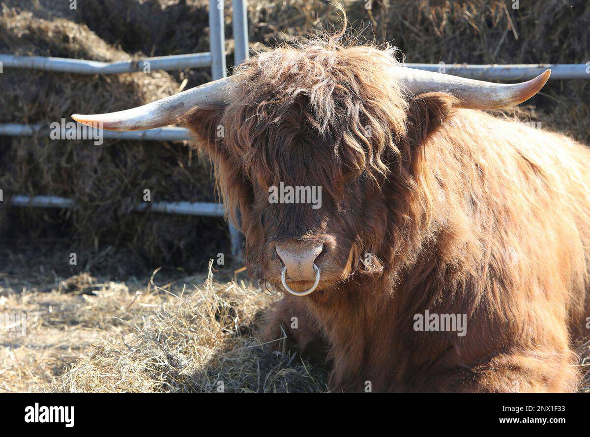 Ale, a 4-year-old Scottish Highlands bull, is shown at home at Fountain ...