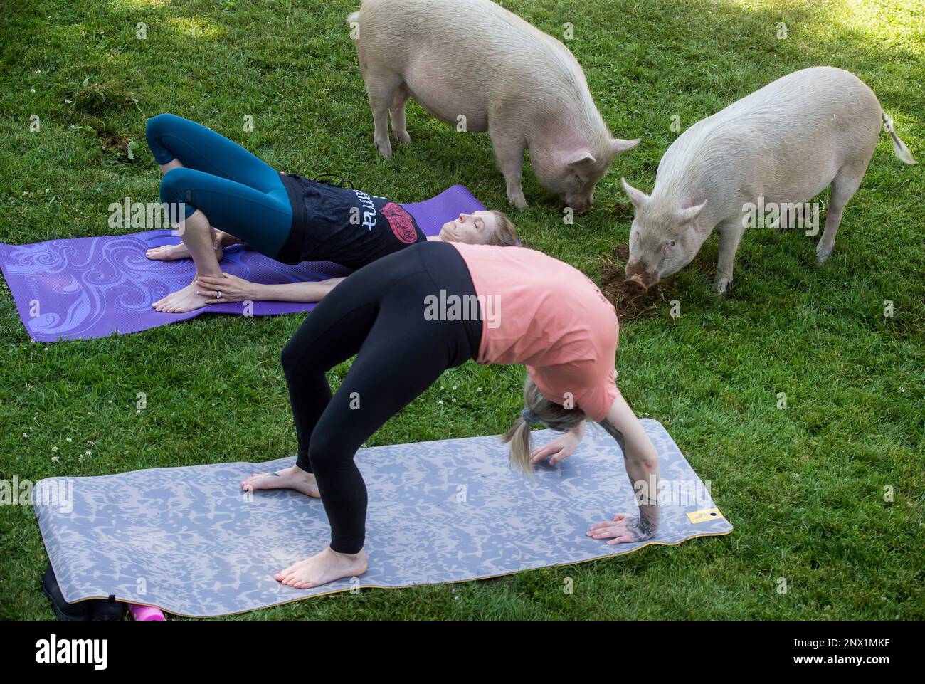 Tania Whelan, top, and Karilee Ennis participate in a yoga session with ...