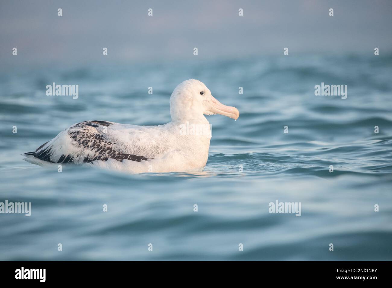 A wandering albatross (Diomedea exulans) from off the coast of Kaikoura ...