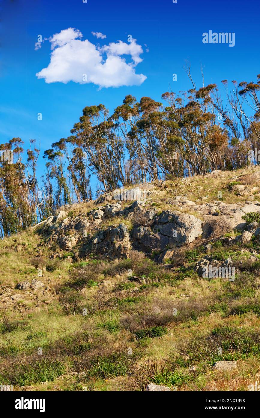 The Tree - token of a type. Tree - universal plant in all types and ...