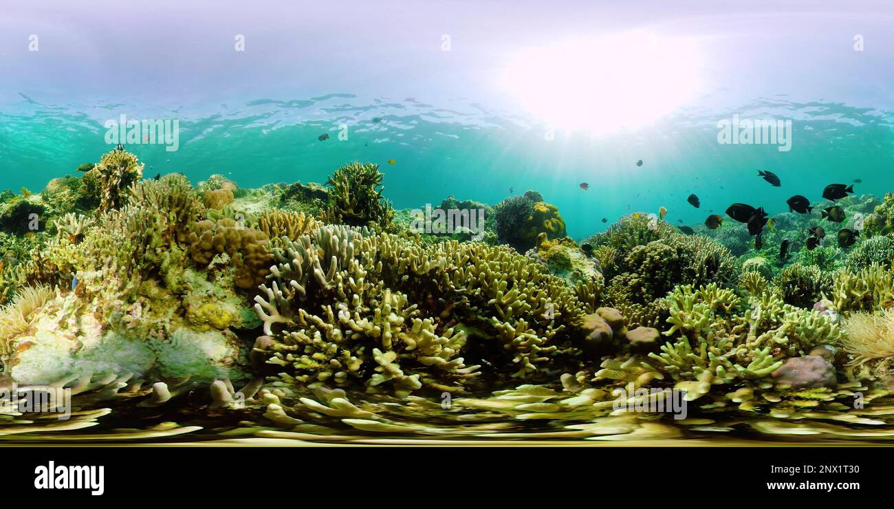 360VR: Beautiful underwater world with coral reef and tropical fishes ...