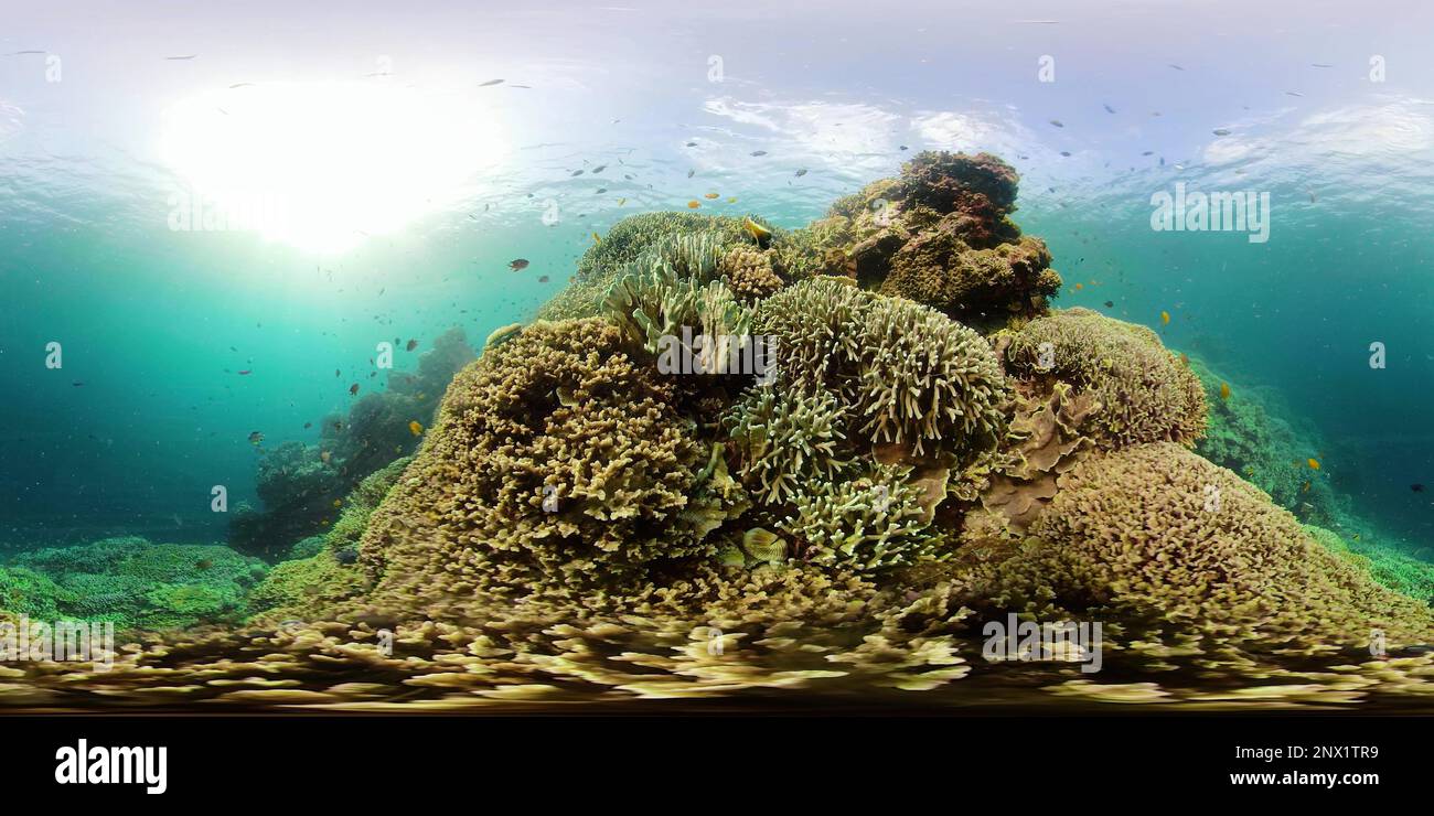 Coral reef underwater with fishes and marine life. Coral reef and ...