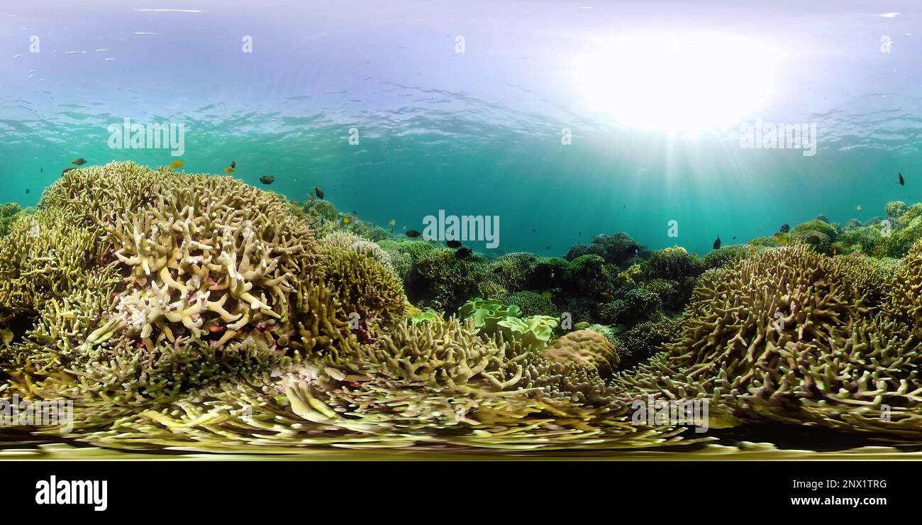 Underwater Scene Coral Reef 360VR. Tropical underwater sea fishes ...