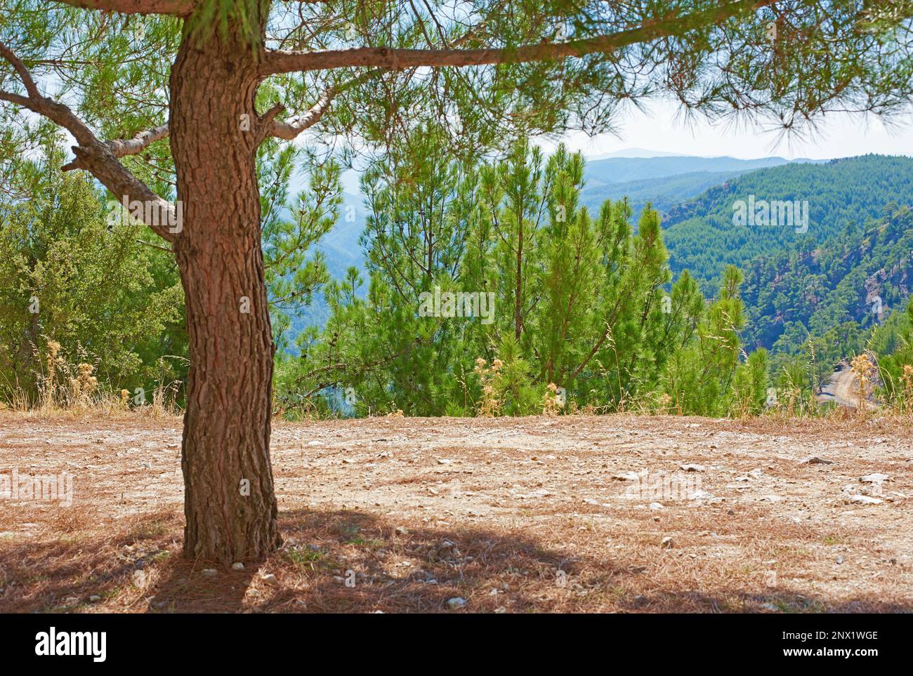 The Tree - token of a type. Tree - universal plant in all types and ...