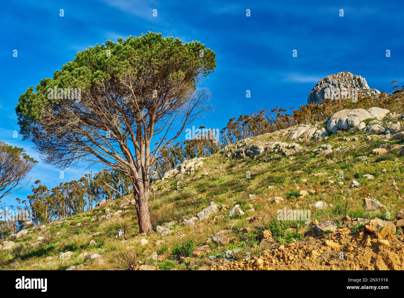 The Tree - token of a type. Tree - universal plant in all types and ...