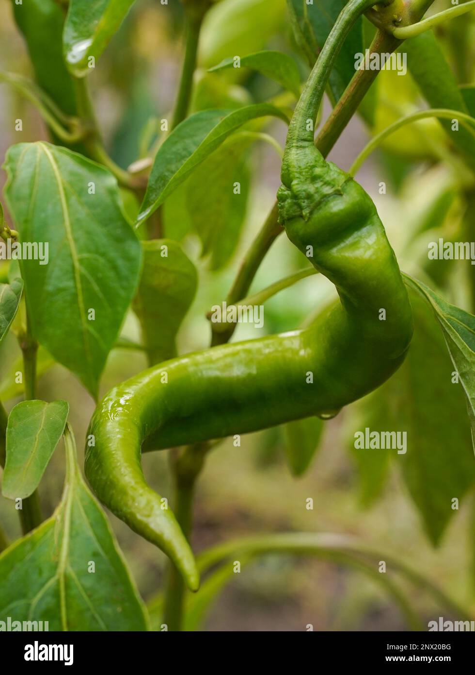 Curved chili pepper on plant Stock Photo - Alamy