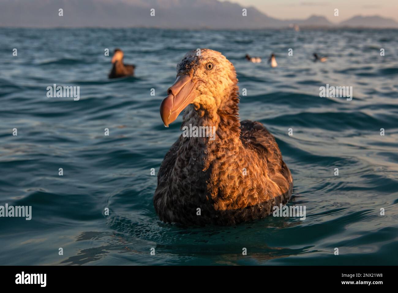 Hall's giant petrel or northern giant petrel (Macronectes halli) in the ...