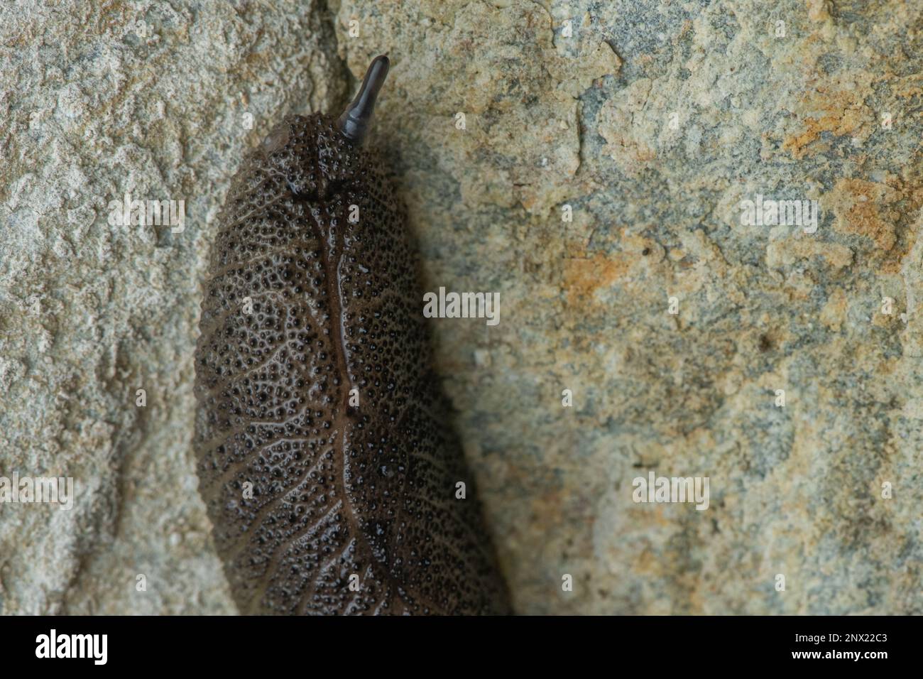 Terrestrial slug hi-res stock photography and images - Alamy