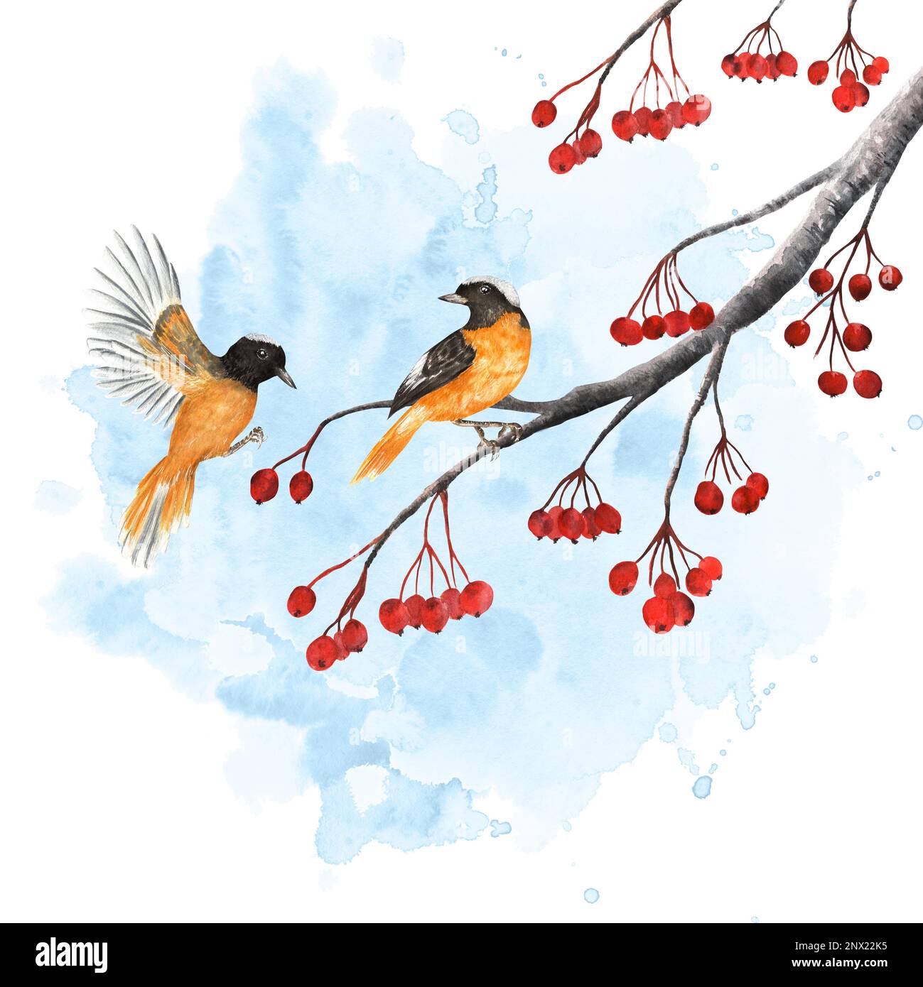 Hand-drawn watercolor redstart birds on the branch. A small part of the ...