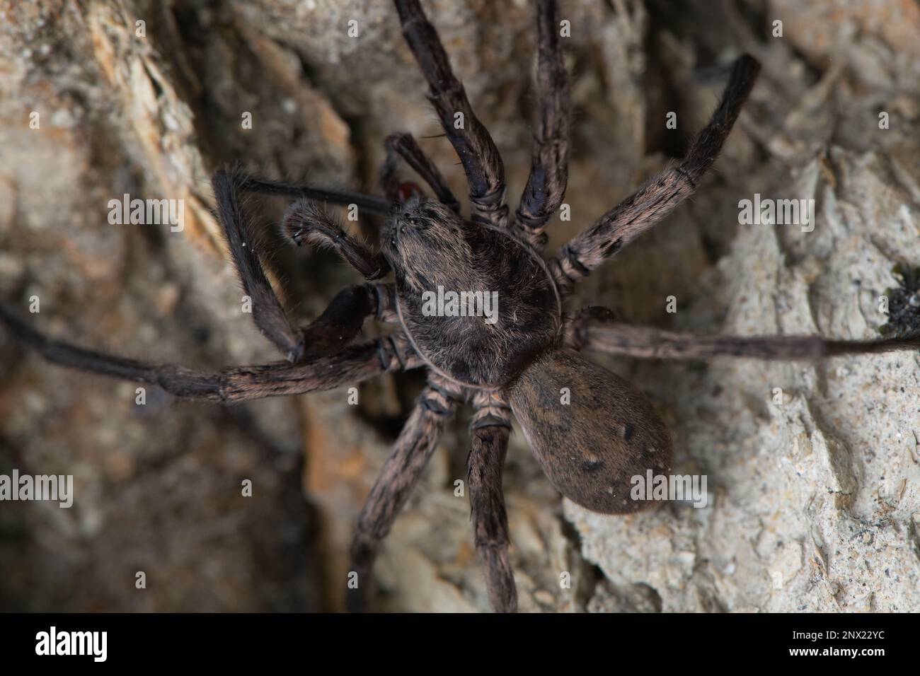 Large Brown Vagrant Spider (Uliodon albopunctatus) a wandering spider ...