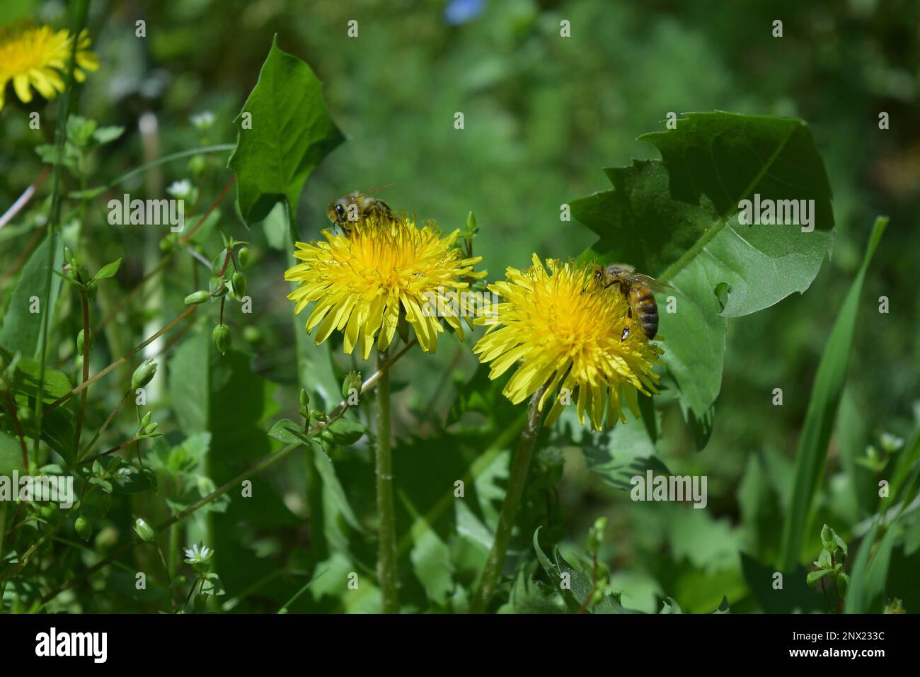 natural spring background with flowering dandelions and bees Stock ...