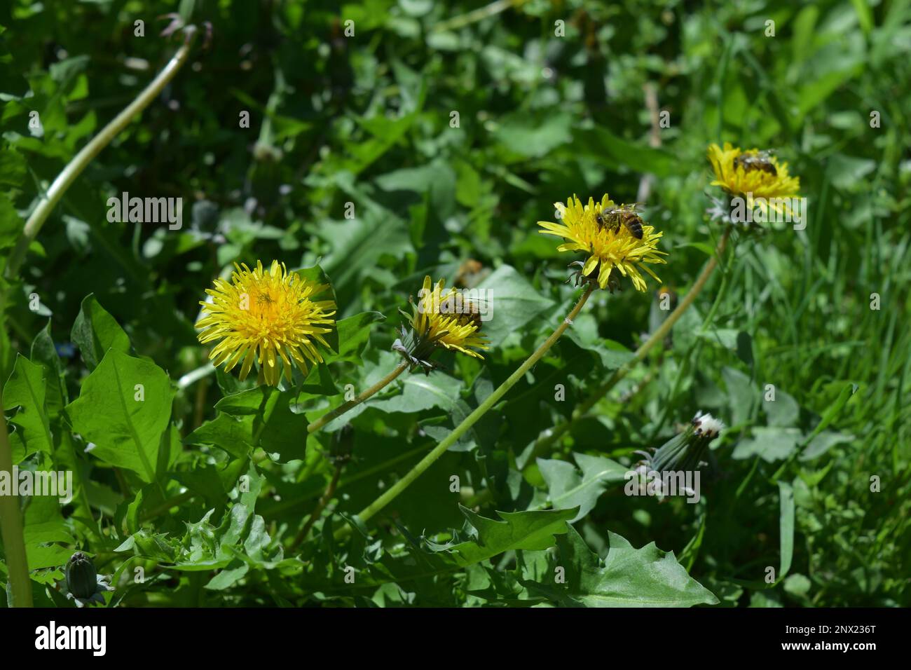 natural spring background with flowering dandelions and bees Stock ...