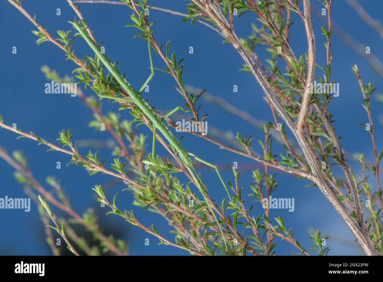 Smooth Stick Insect (Clitarchus hookeri) well camouflaged and hidden on ...