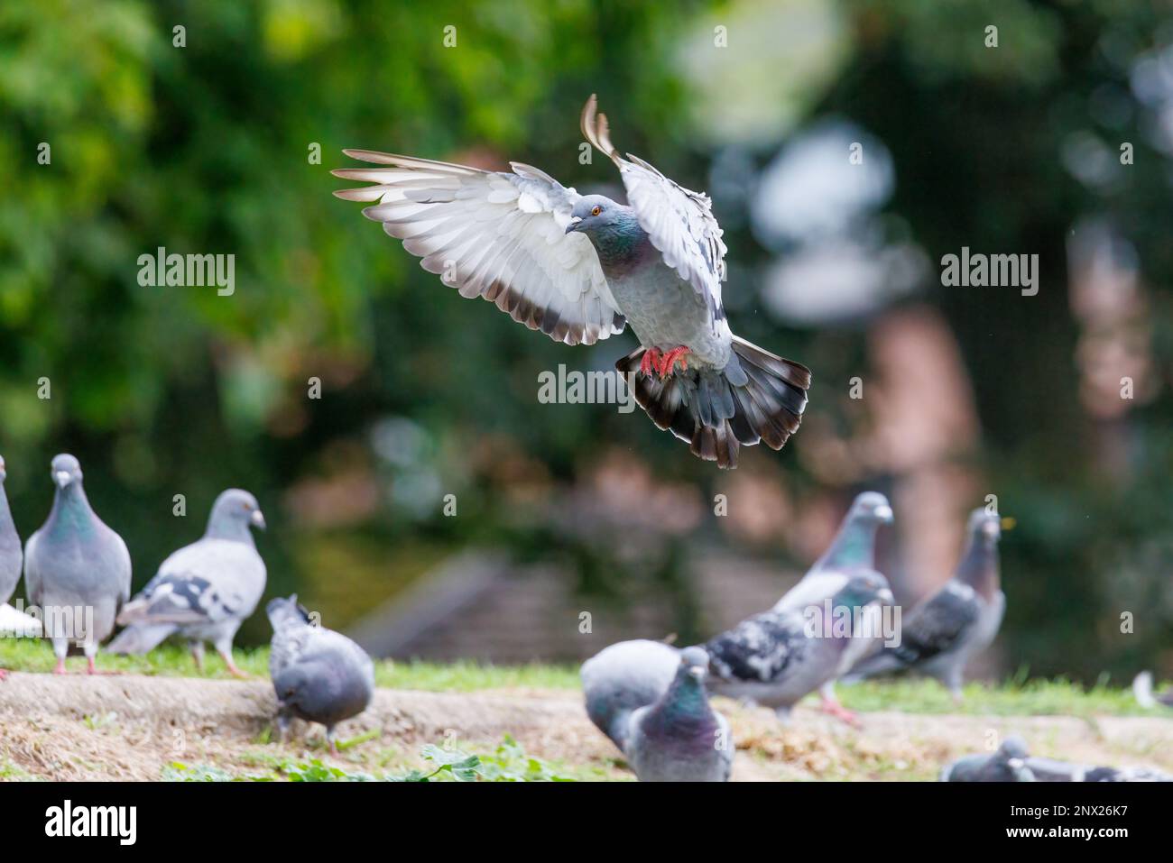 Feral Pigeon [ Columba livia domestica ] in flight about to land ...