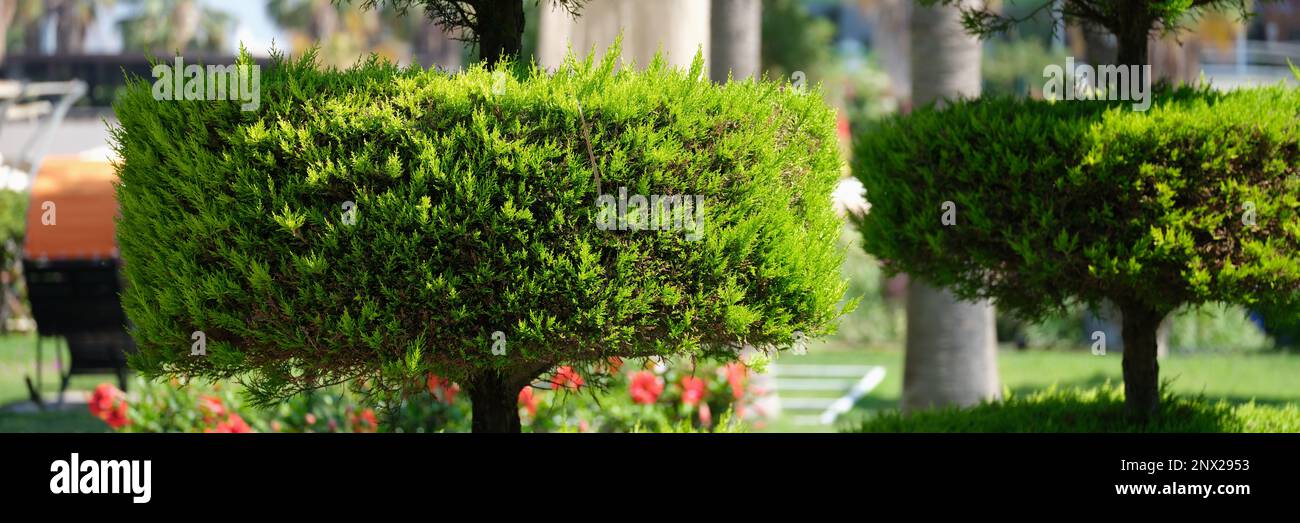 Trimmed thuja and landscape design element closeup Stock Photo - Alamy