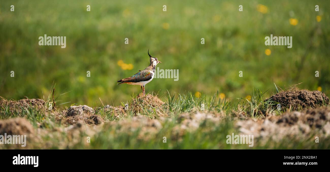 Northern Lapwing Or Peewit In Summer Field. Wildlife Birds Of Europe ...