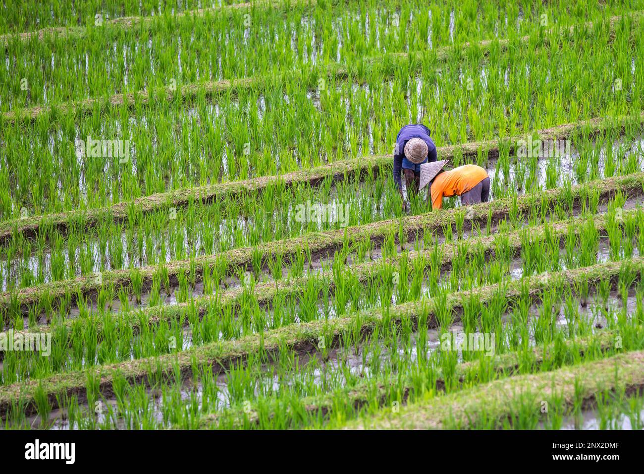 Two unidentified farmers in the rice field Stock Photo - Alamy