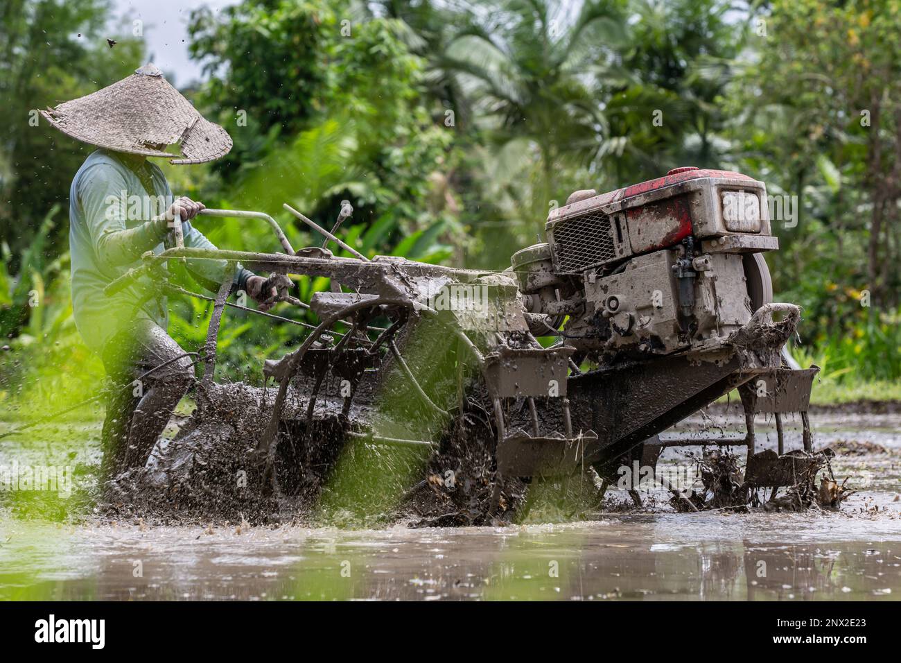 Farmer working in rice plantation hi-res stock photography and images ...
