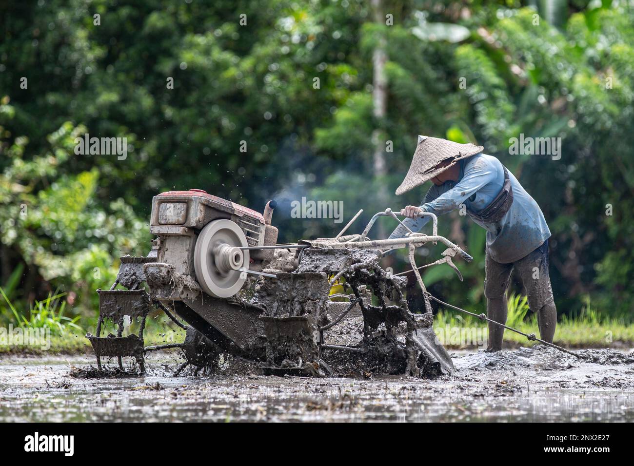 Farmer working in rice plantation hi-res stock photography and images ...