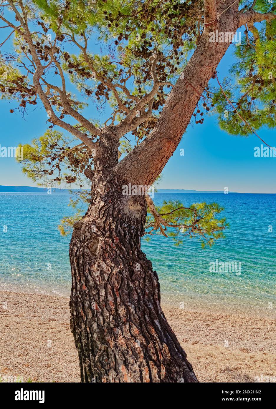 Pine tree branch on shore hi-res stock photography and images - Alamy