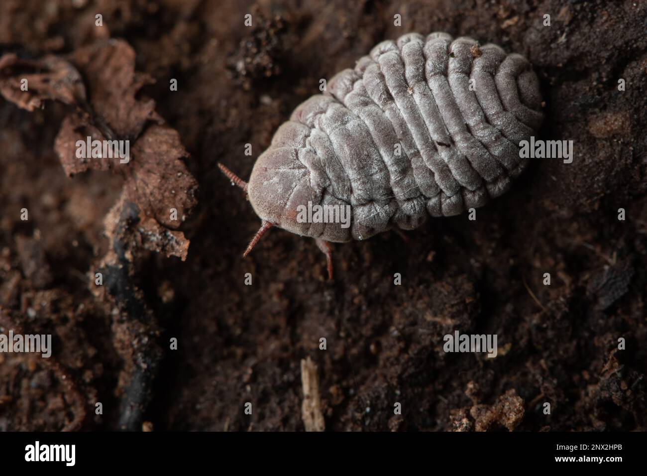 Great Giant Scale insect (Coelostomidia zealandica) is an unusual ...