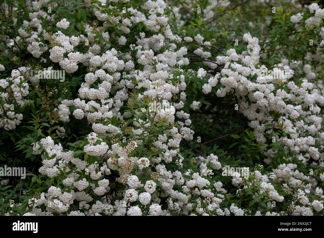 Spiraea chamaedryfolia or germander meadowsweet or elm-leaved spirea ...