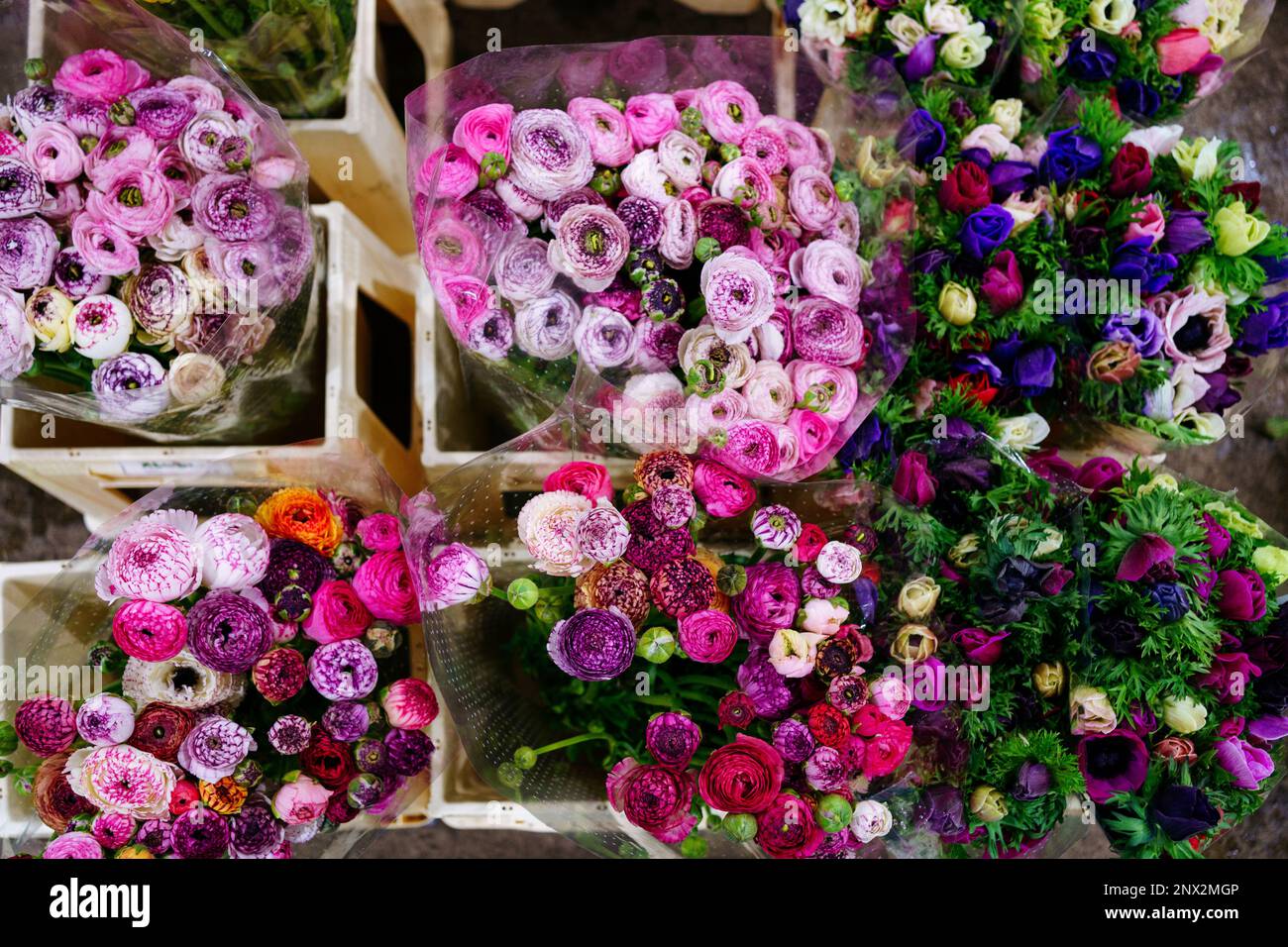 Peonies in boxes at the flower market Stock Photo - Alamy