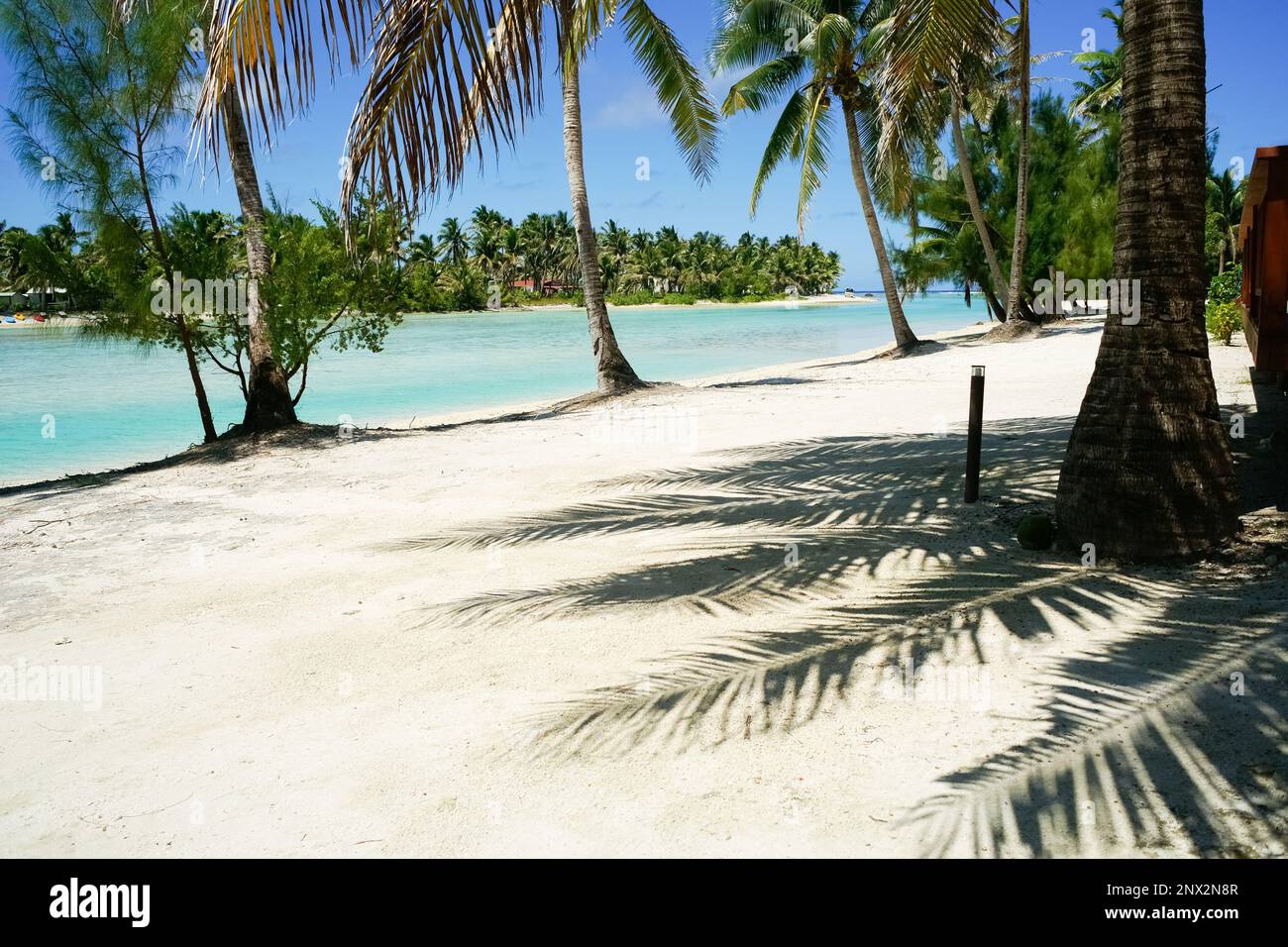 Cocos nucifora hi-res stock photography and images - Alamy