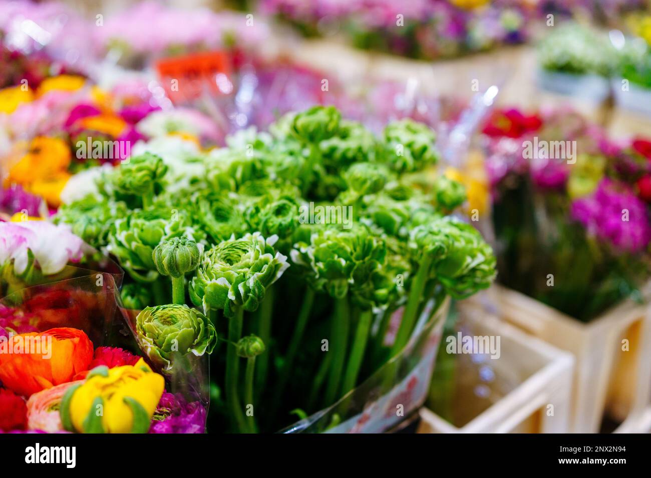 Peonies in boxes at the flower market Stock Photo - Alamy
