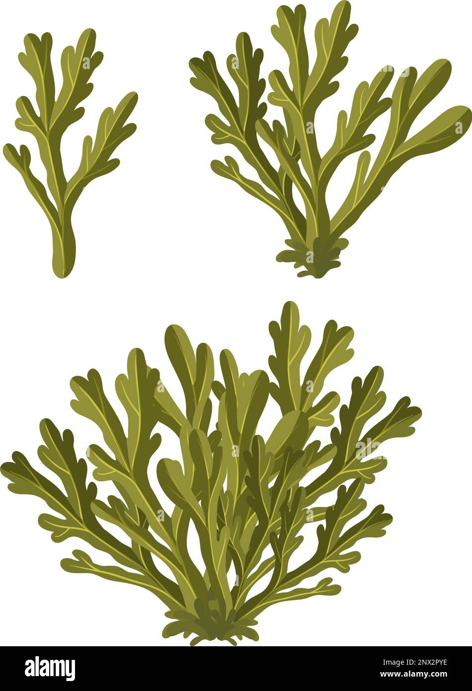 Spiral wrack Stock Vector Images - Alamy