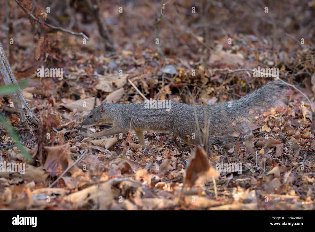 Narrow-striped Mongoose - Mungotictis decemlineata, beautiful shy ...