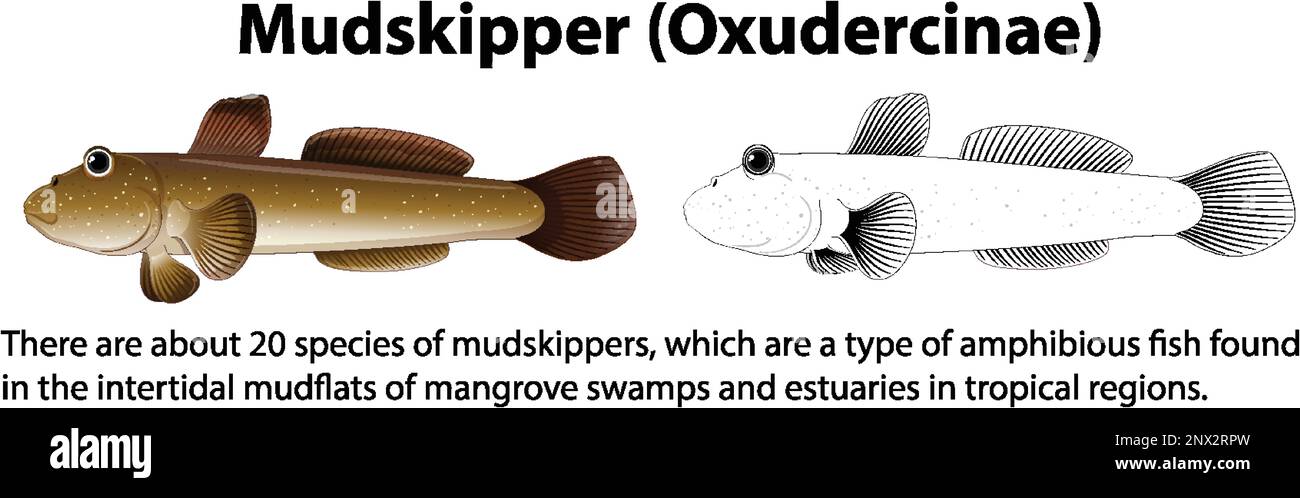 Mudskipper Movement Vector Concept illustration Stock Vector Image ...