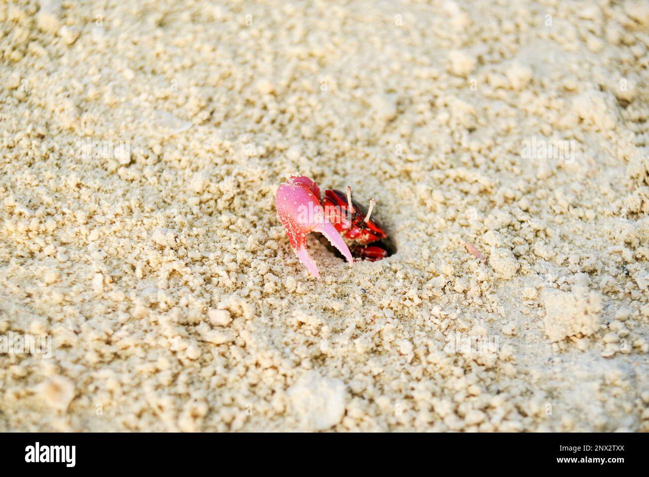 Bright red and black crab emerges from hole in coral sand on tropical ...