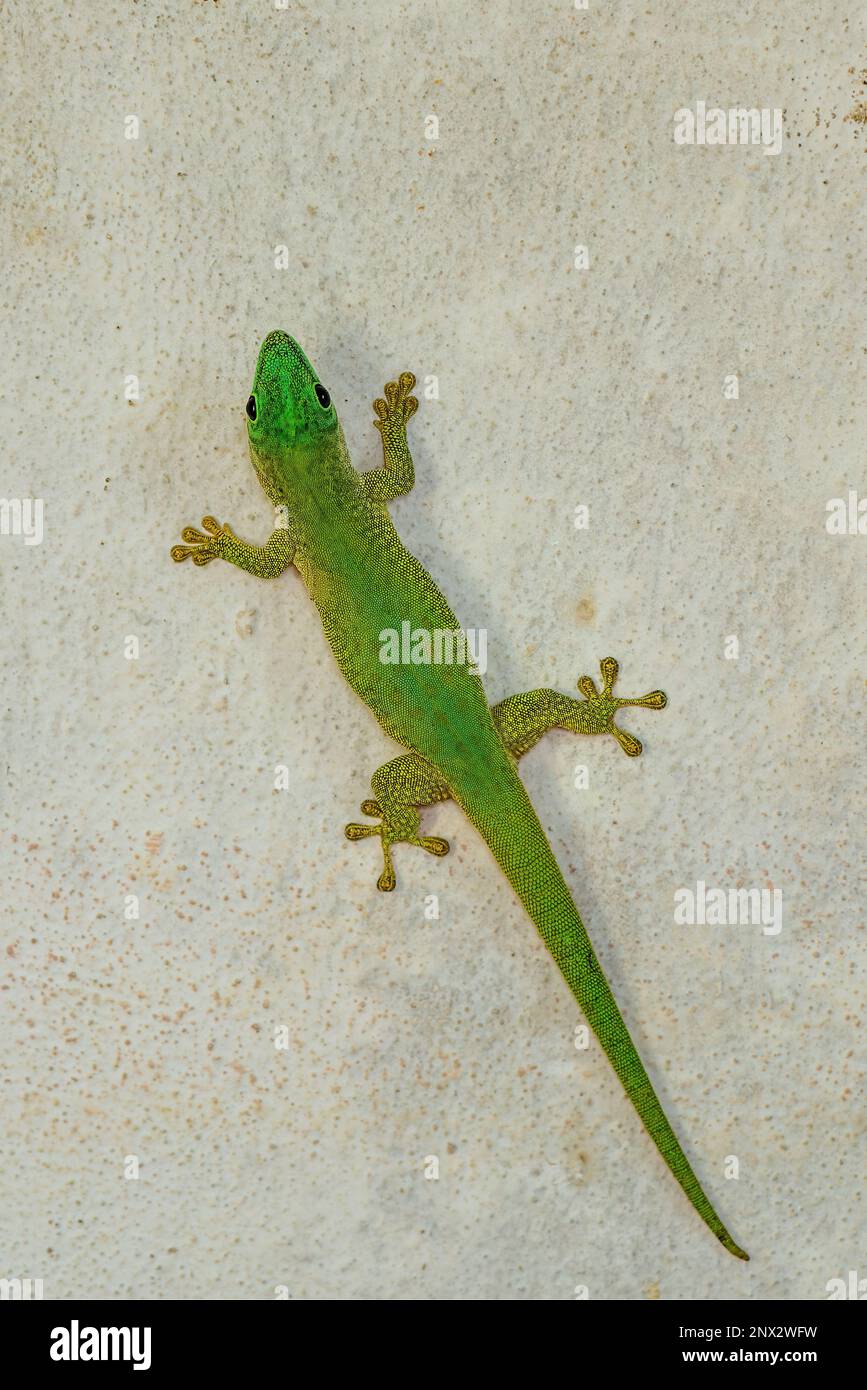 Koch's giant day gecko (Phelsuma kochi), endemic species of gecko, a ...