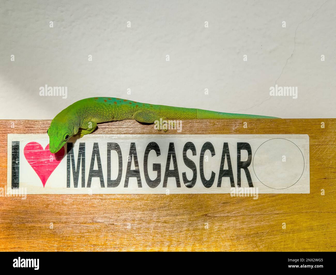 Koch's giant day gecko (Phelsuma kochi), endemic species of gecko, a ...