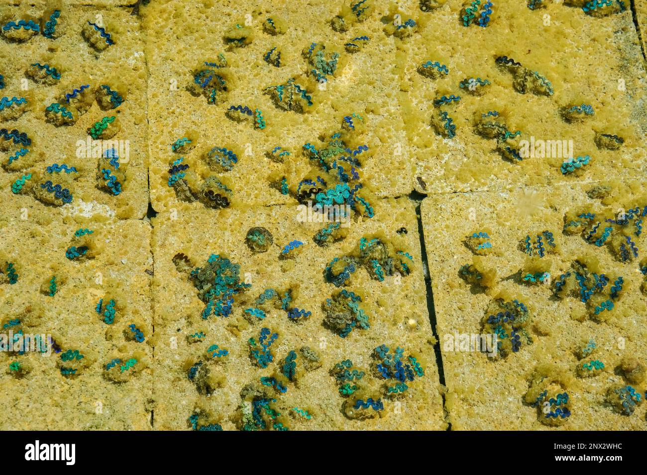 Colourful clams growing on slabs underwater in Cook Islands Stock Photo ...