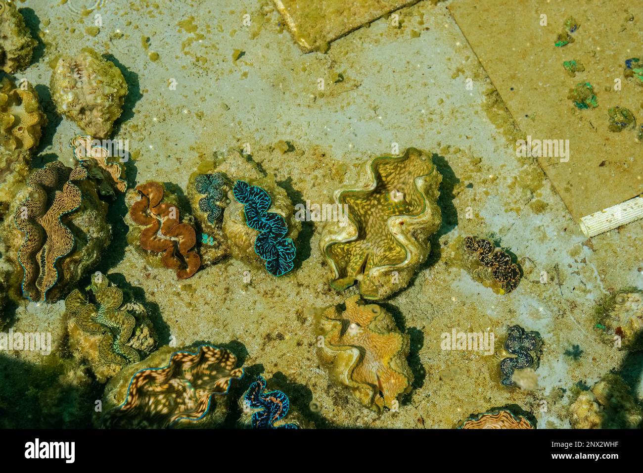 Colourful clams growing on slabs underwater in Cook Islands Stock Photo ...