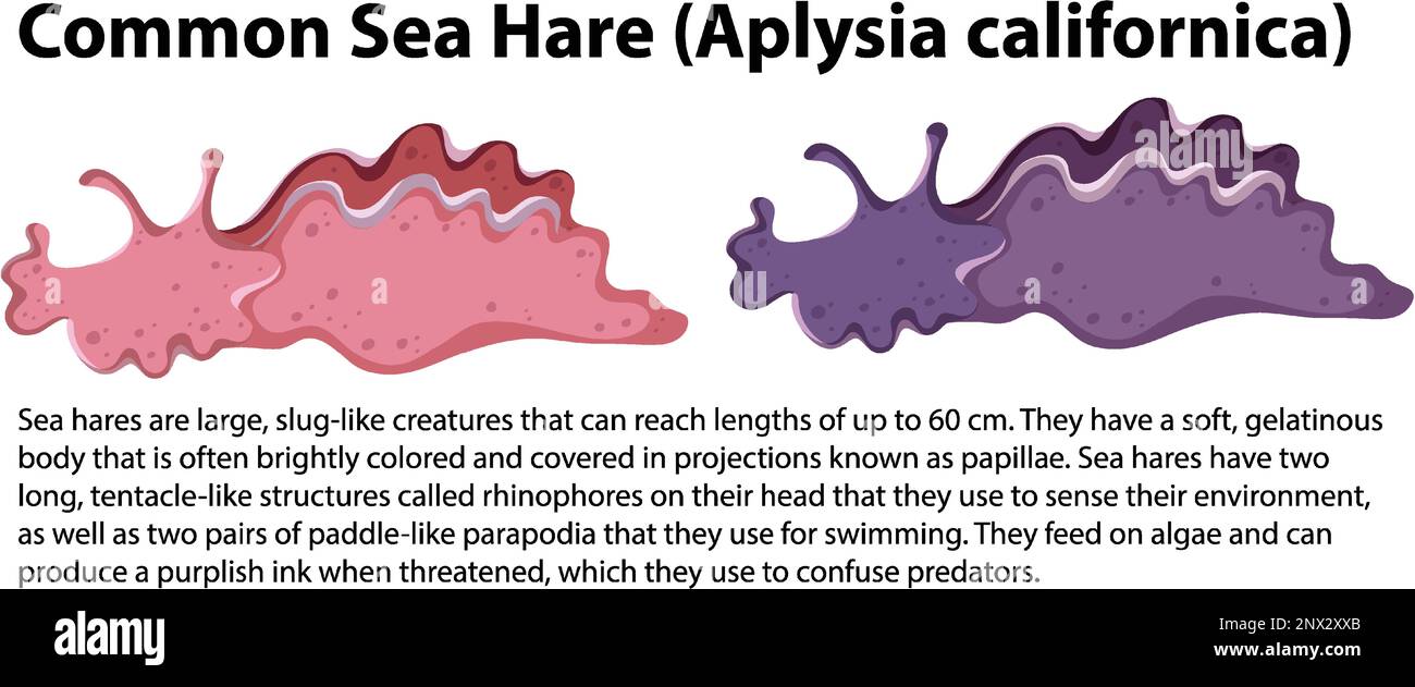 Common Sea Hare isolated rocky shore animal illustration Stock Vector ...