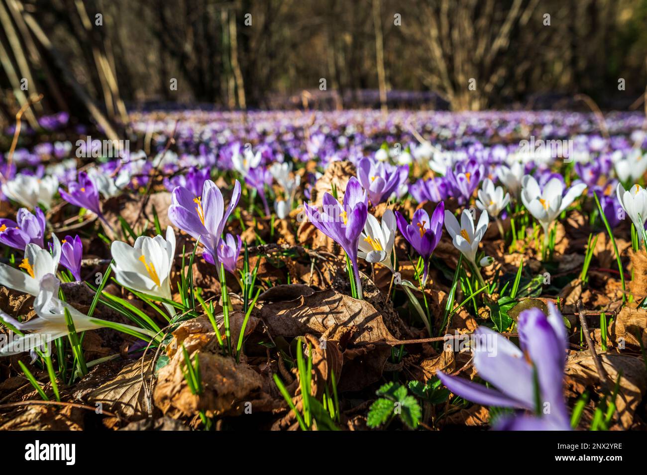 Crocuses in the woods. Color explosion Stock Photo - Alamy