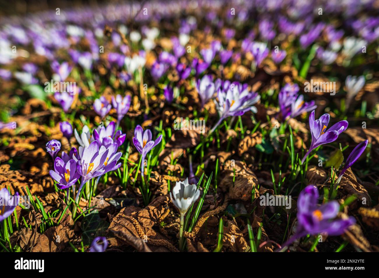 Crocuses in the woods. Color explosion Stock Photo - Alamy