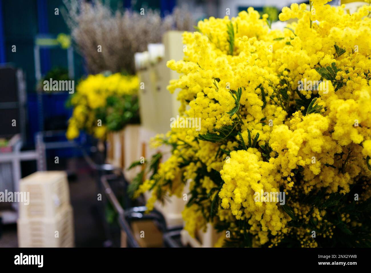 Large bunches of mimosa on the shelves of the flower market Stock Photo ...