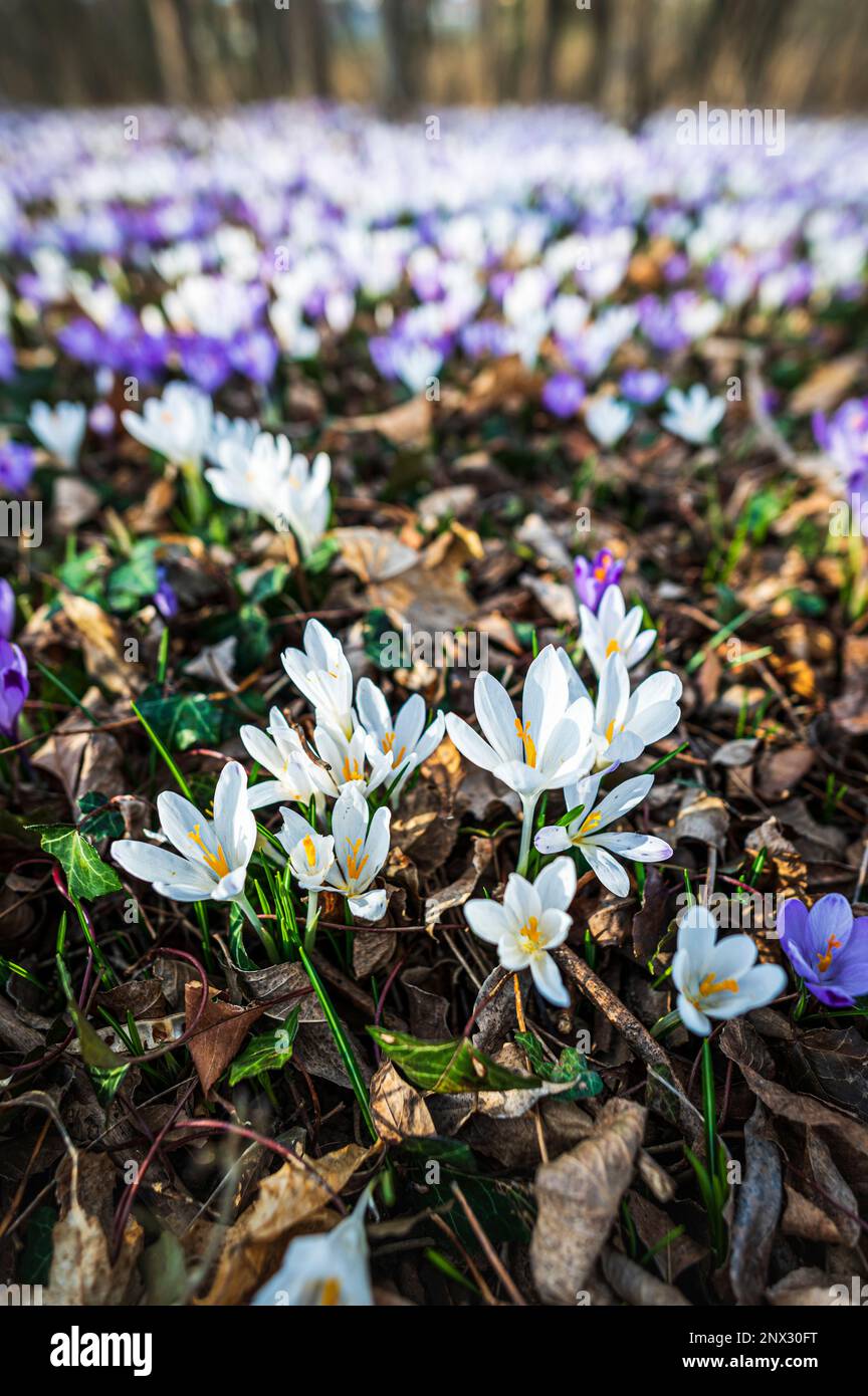 Crocuses in the woods. Color explosion Stock Photo - Alamy