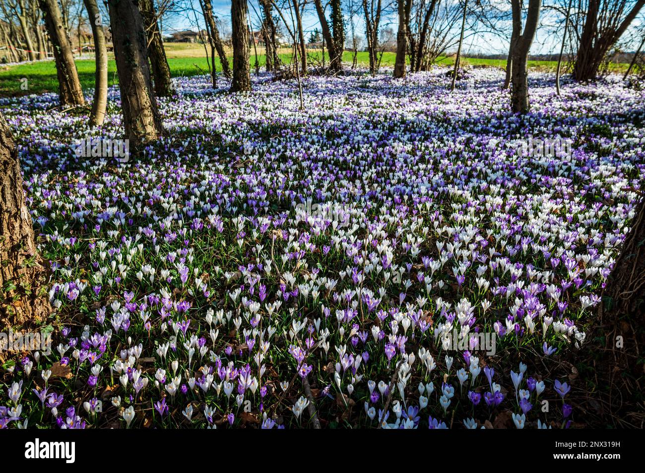 Crocuses in the woods. Color explosion Stock Photo - Alamy