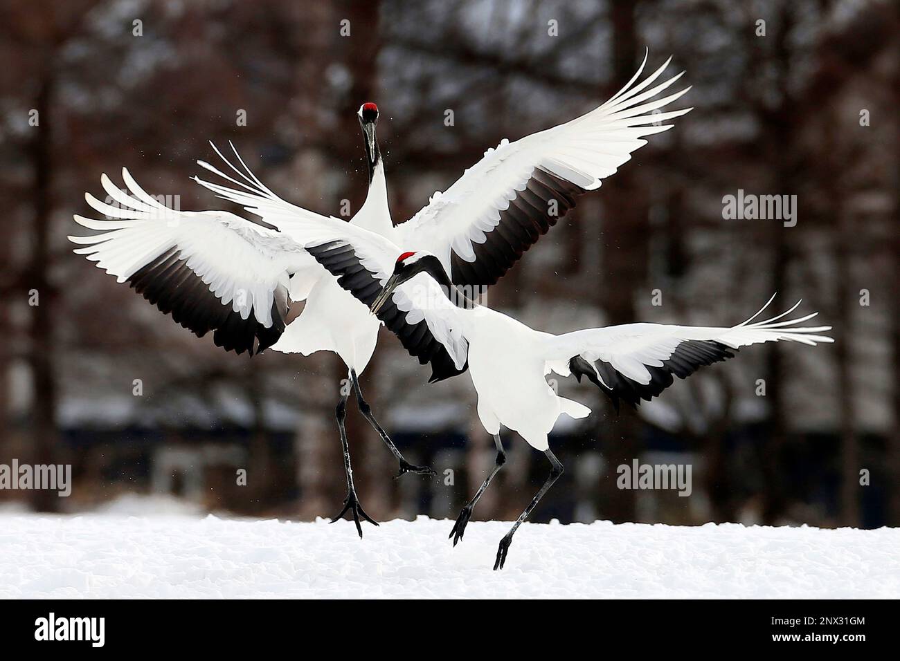 A picture taken on Jan. 20, 2015 shows red-crowned crane (Japanese ...