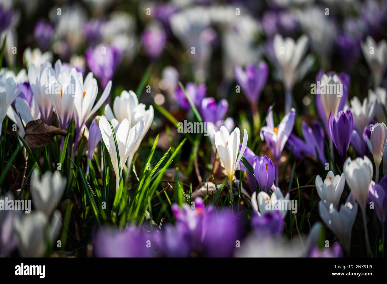 Crocuses in the woods. Color explosion Stock Photo - Alamy